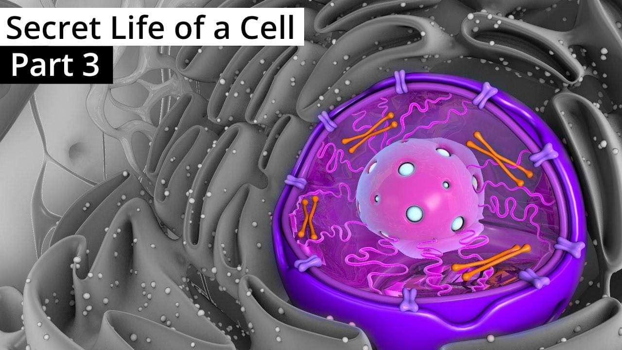 Secret Life of a Cell (Part 3) | Quantum University